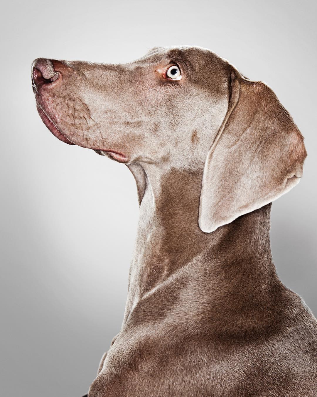 Our four-legged friend, looking regal - Moxy Times Square